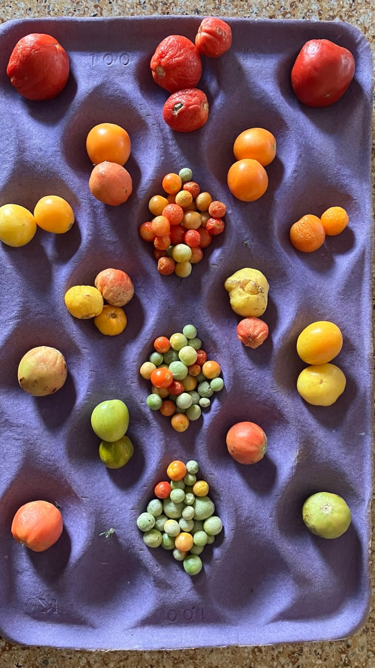 Tomato Trellis Project – Serial Hobbyist